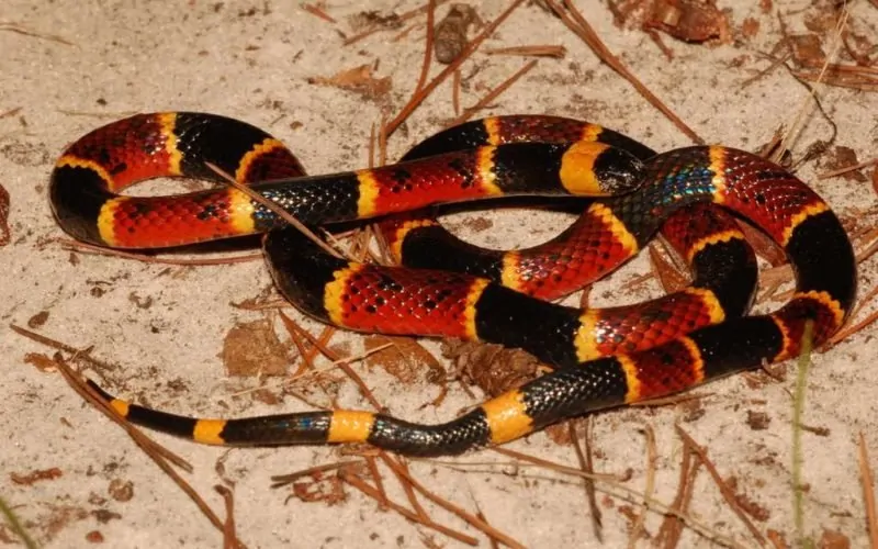 Native American Snake Story | How The Snakes Got Their Poison - PowWows.com