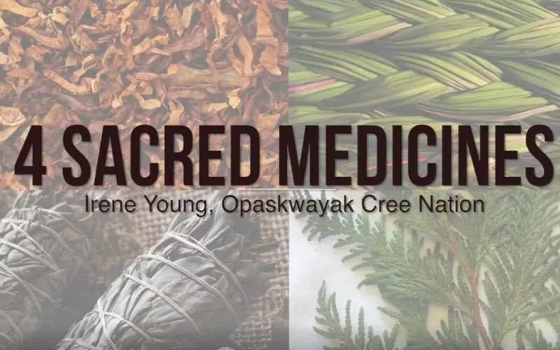 Four Sacred Medicines | Sage, Cedar, Sweetgrass, Tobacco | Native ...